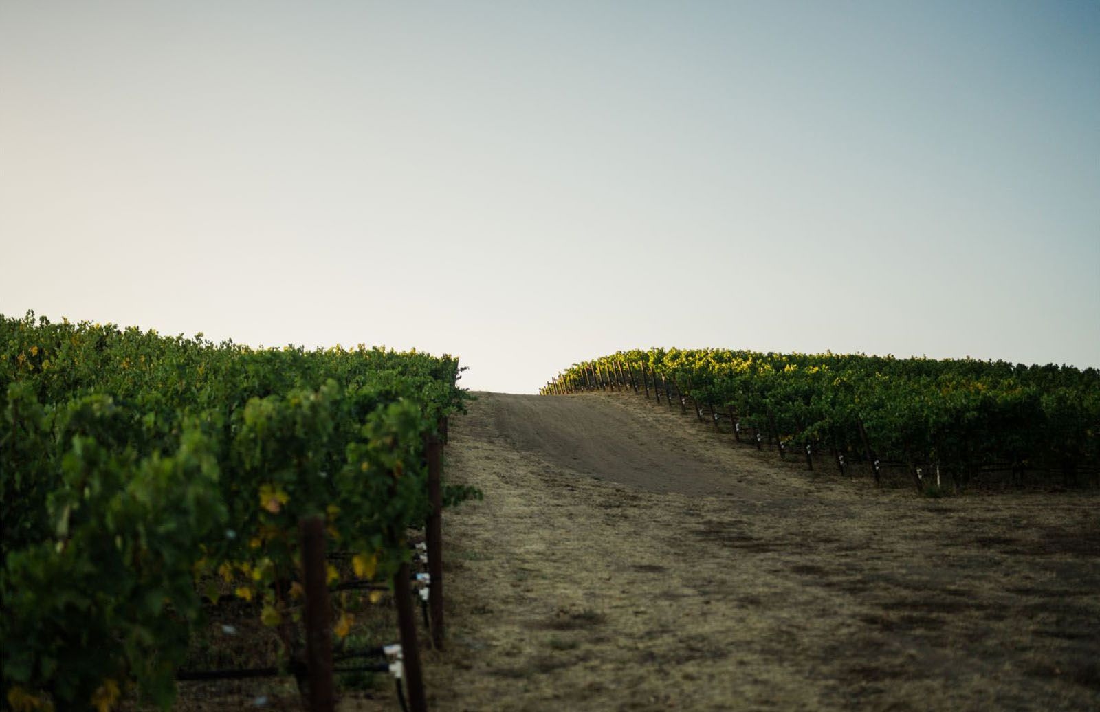 Profile Estate Vineyard – Merryvale